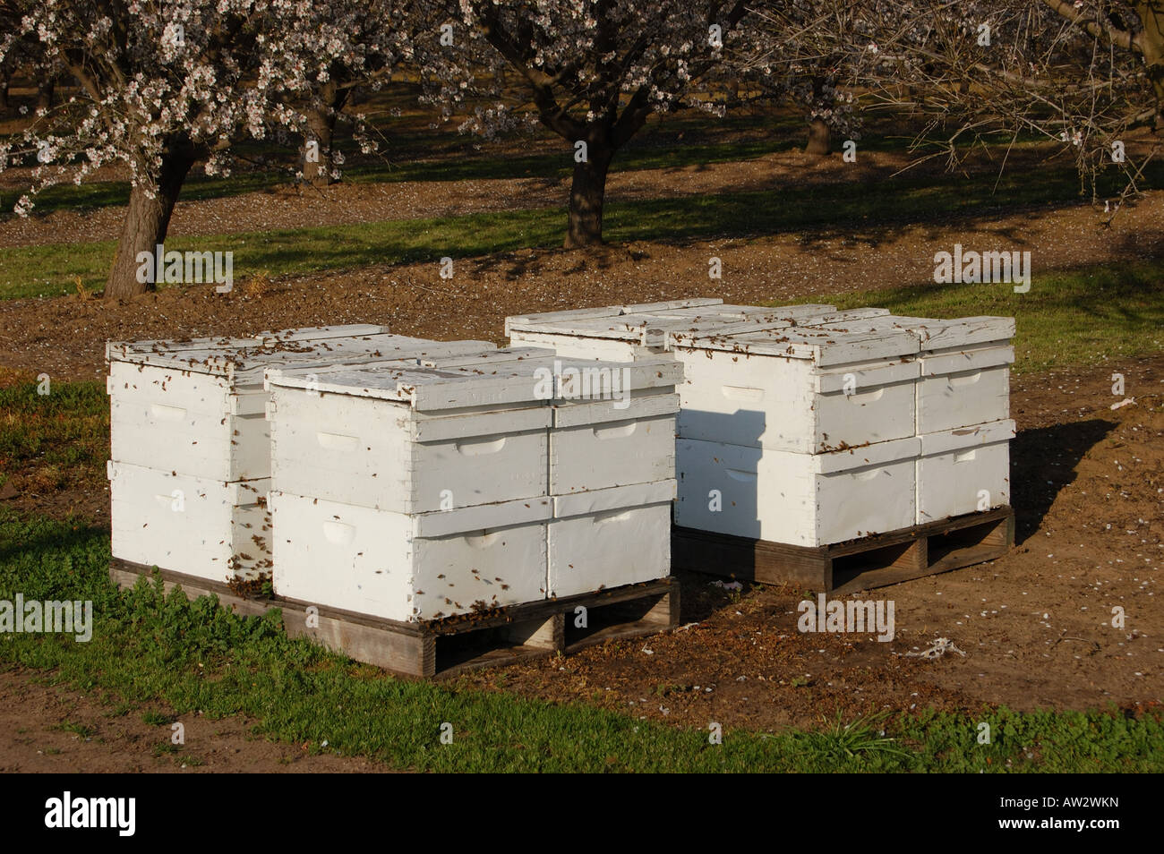 Almond farming california hi-res stock photography and images - Alamy