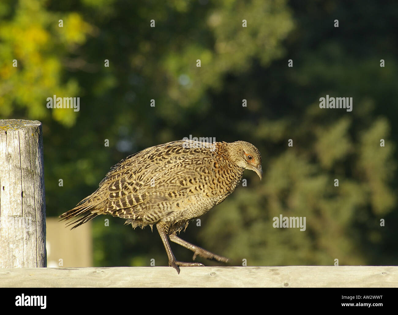 Pheasant chicken animal bird female hen natural habitat feather dull ...