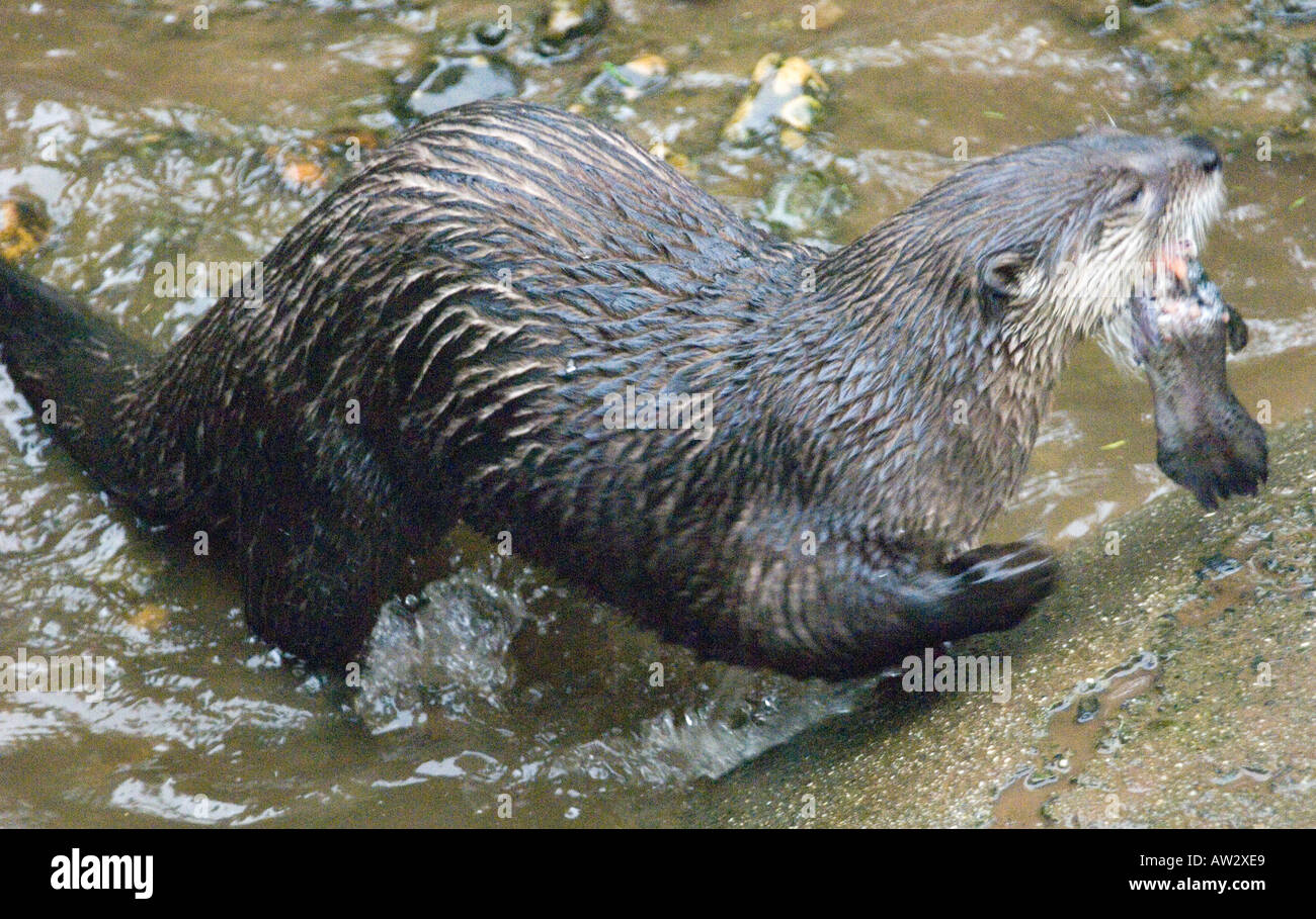 The Buckfast Butterfly Farm & Otter Sanctuary Buckfastleigh, Devon west ...