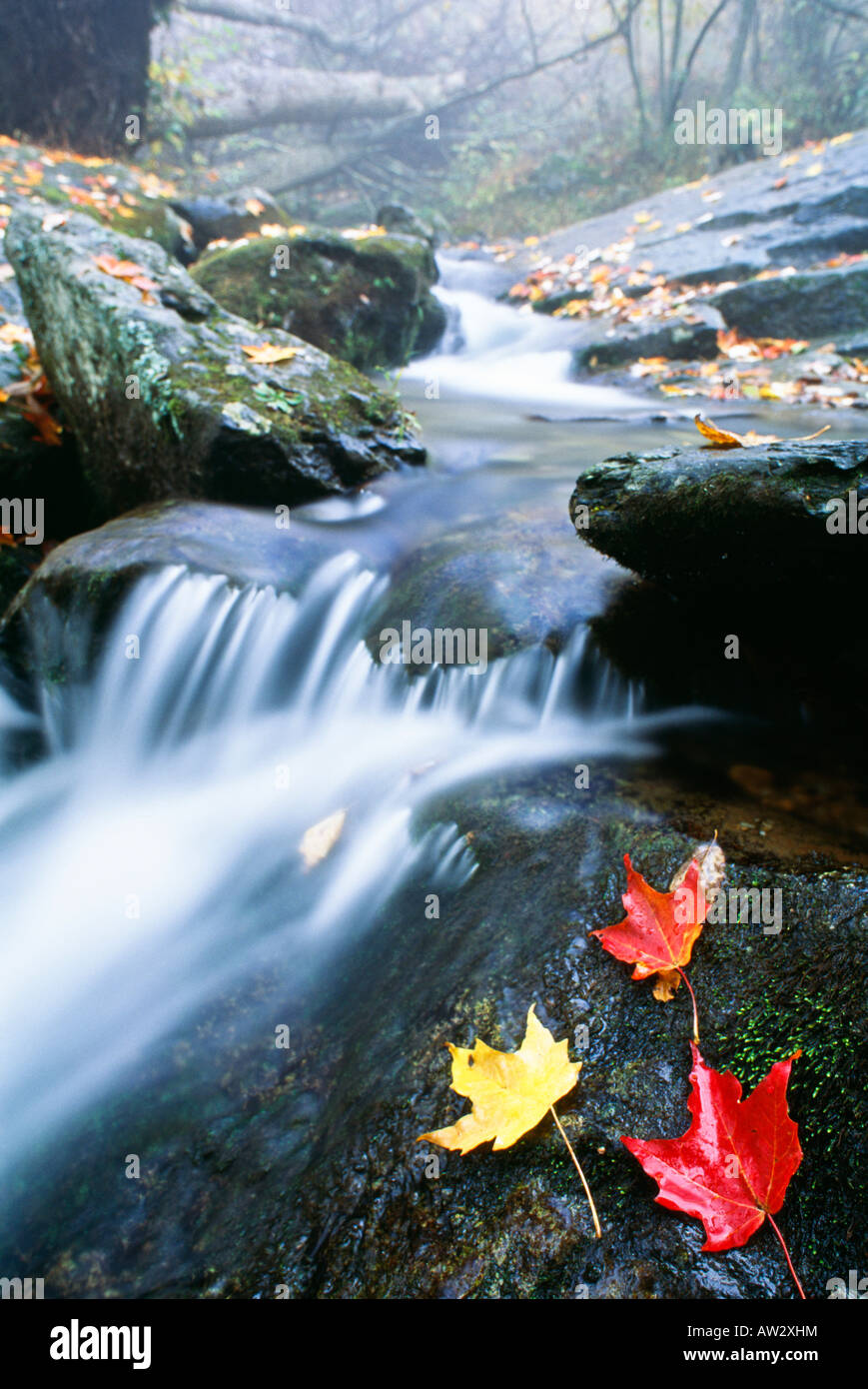 Waterfall moss shenandoah national park hi-res stock photography and ...