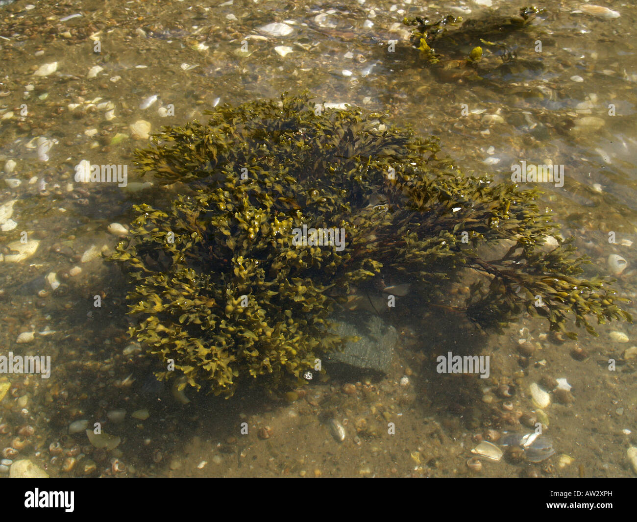 Seaweed growing in a bay in Maine Stock Photo - Alamy