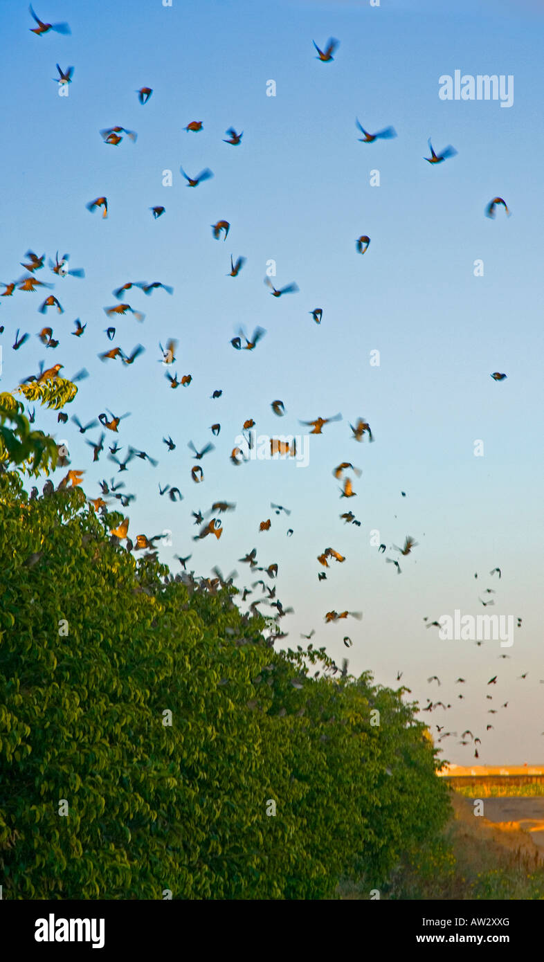 Flock of sparrows hi-res stock photography and images - Alamy