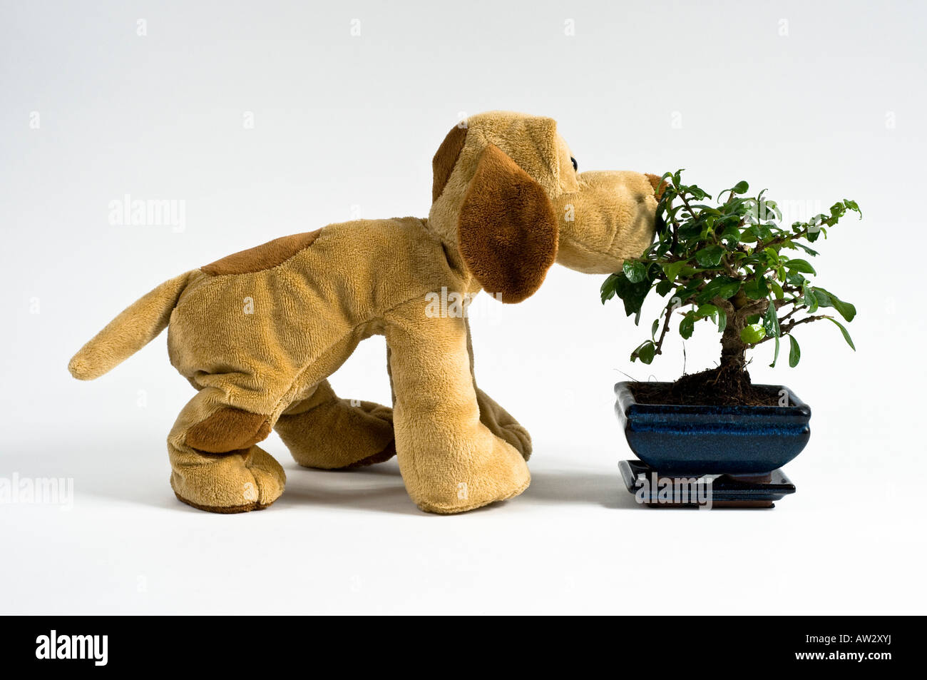 brown stuffed toy dog sniffing a small Bonzi tree in a blue pot with ...