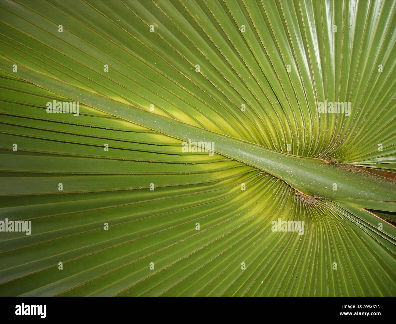 Saw palmetto plants hi-res stock photography and images - Alamy