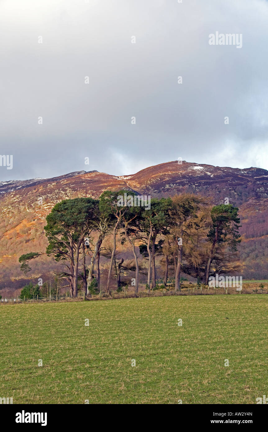 Caledonian pine trees Newtonmore Stock Photo - Alamy