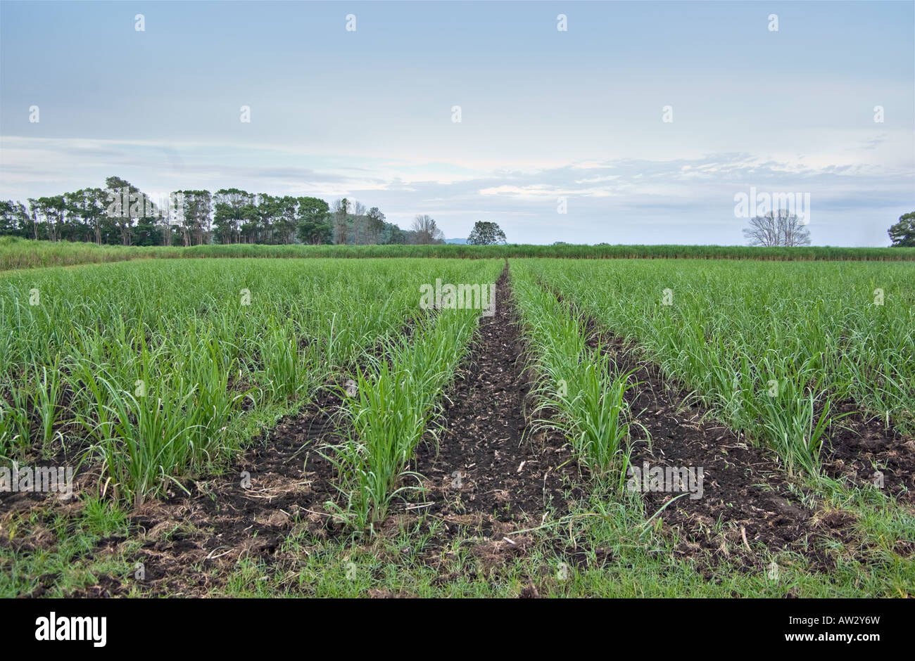 Sugar cane paddock hi-res stock photography and images - Alamy
