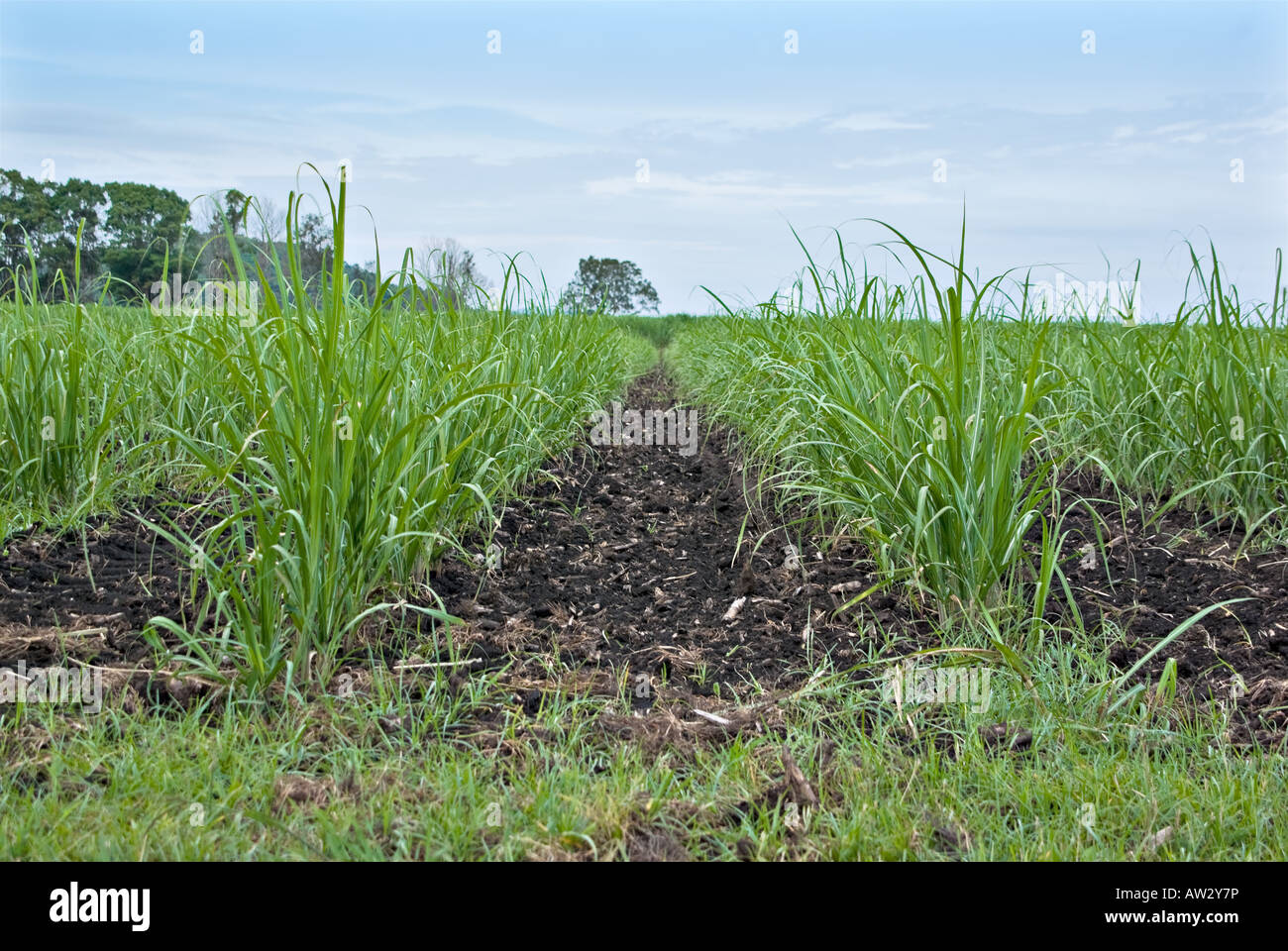Sugar cane paddock hi-res stock photography and images - Alamy