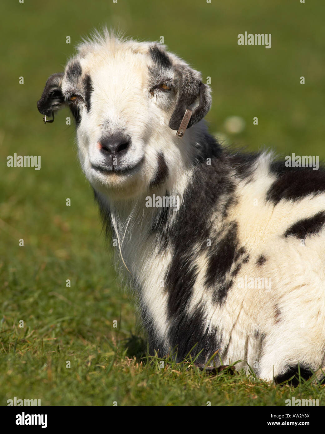 Goat portrait hi-res stock photography and images - Alamy