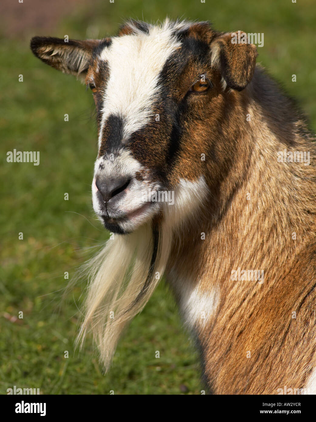 Goat portrait hi-res stock photography and images - Alamy