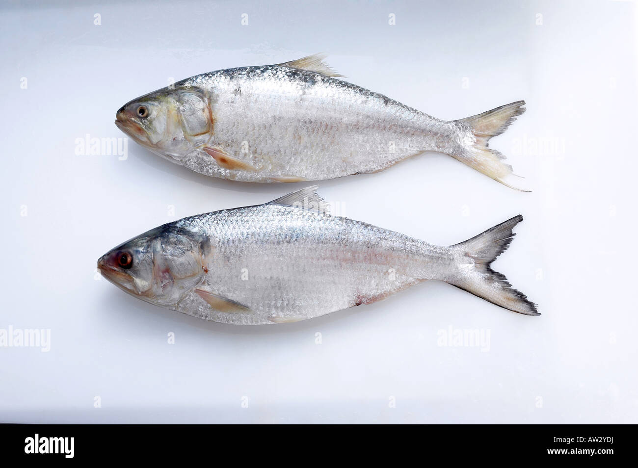 Macrura hi-res stock photography and images - Alamy