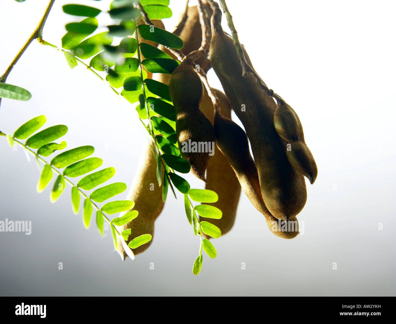 Asam jawa hi-res stock photography and images - Alamy