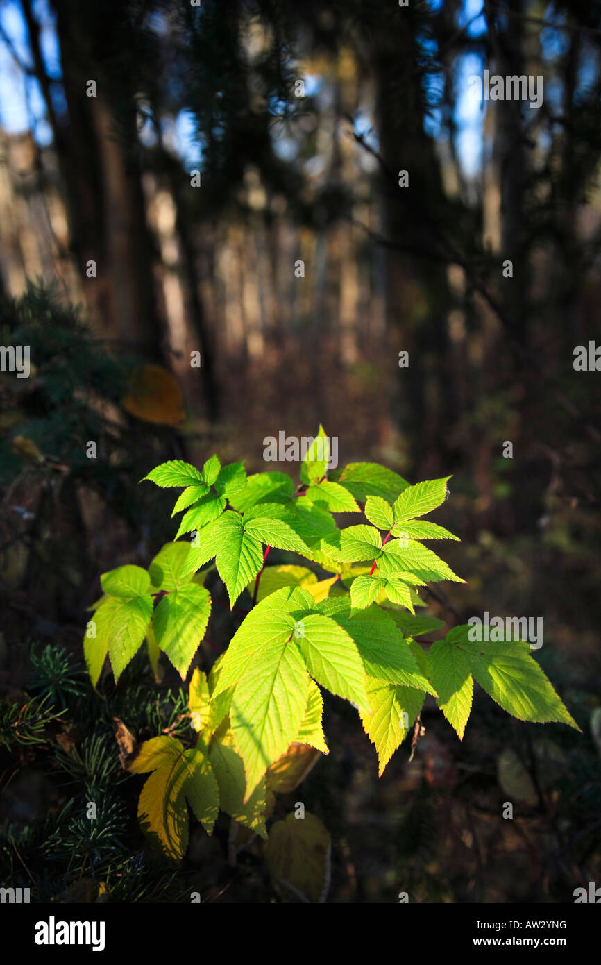 Leaves in a forest Stock Photo - Alamy