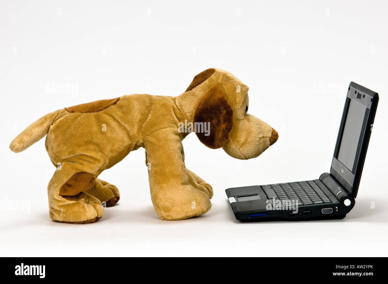stuffed dog standing at a laptop studying screen Stock Photo - Alamy