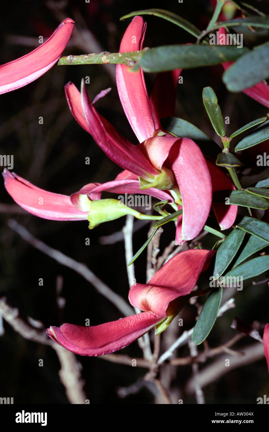 Cockies Tongue High Resolution Stock Photography and Images - Alamy