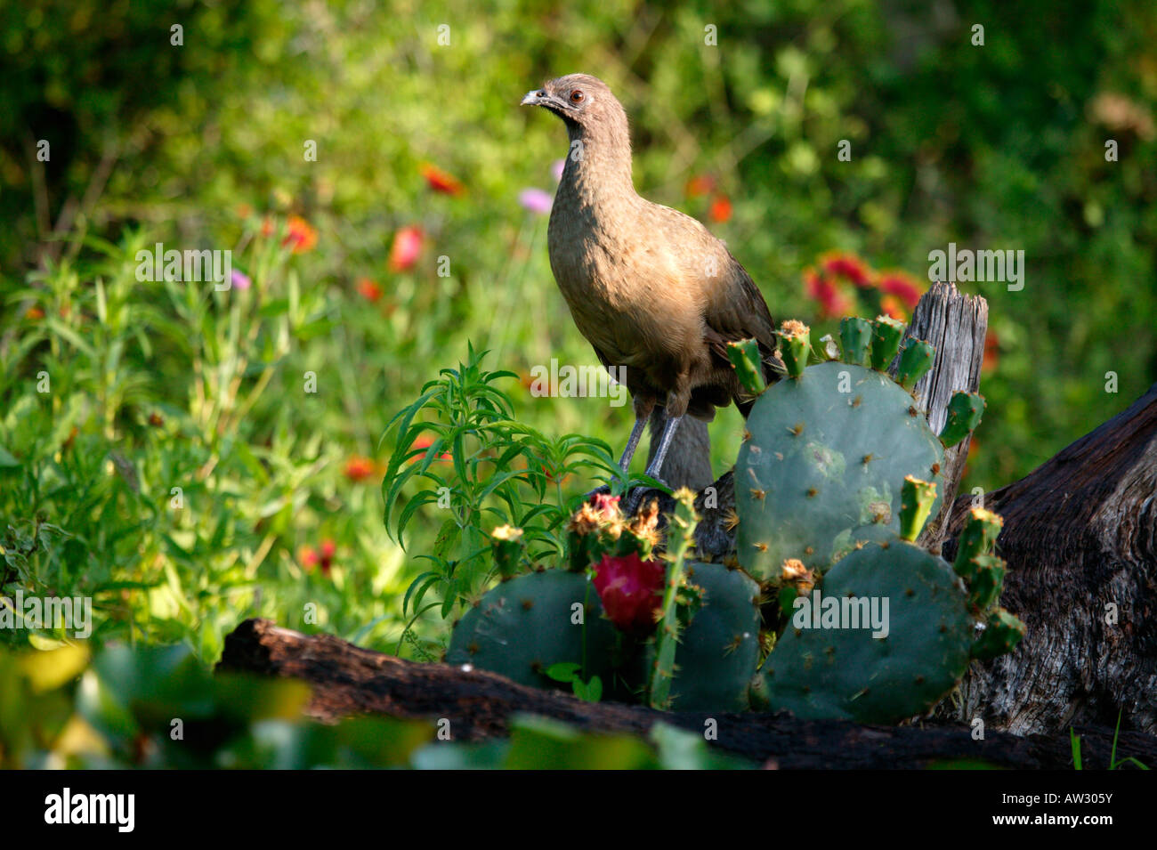 Brush country hi-res stock photography and images - Alamy