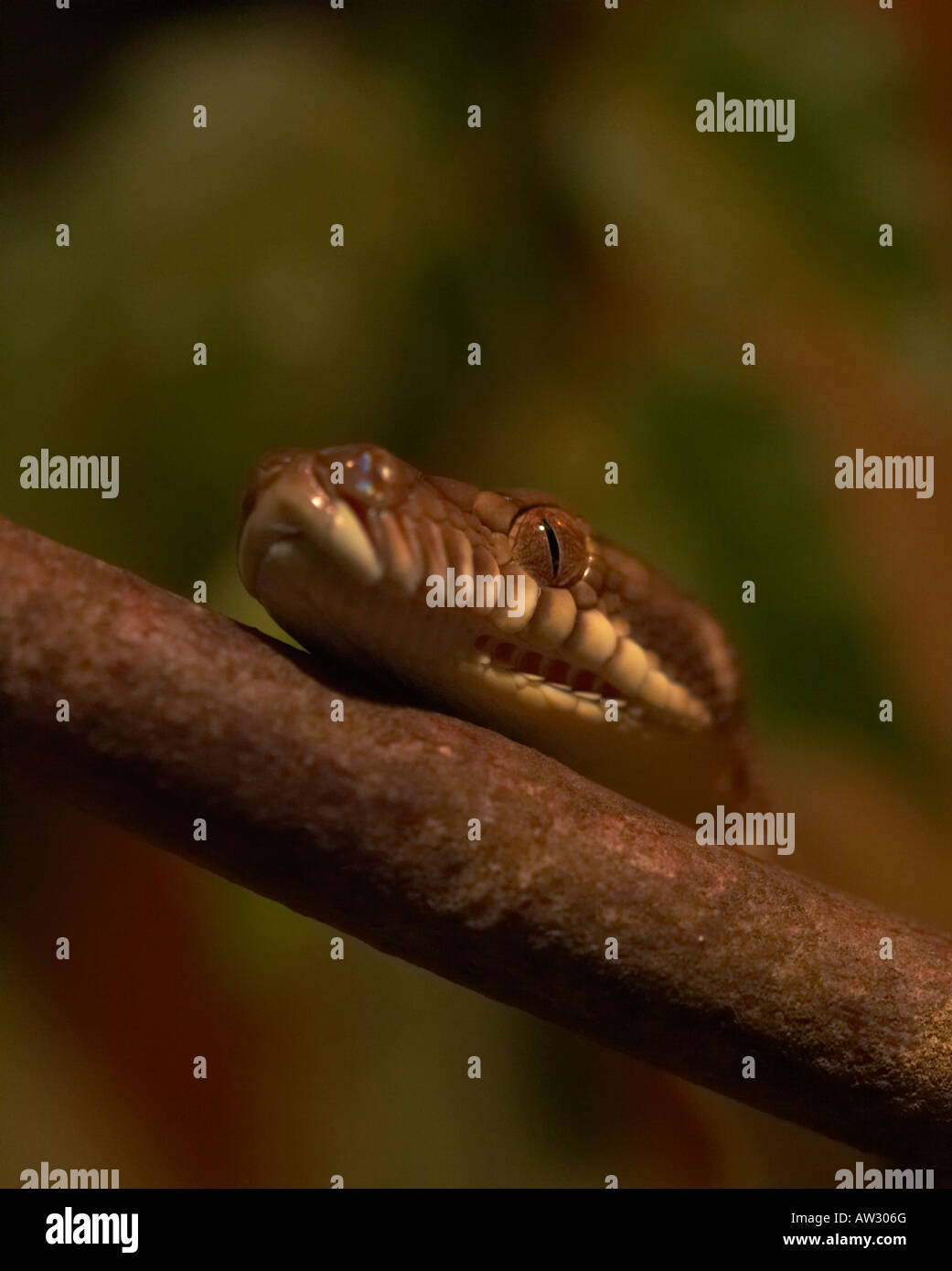 Snake on a branch Stock Photo - Alamy