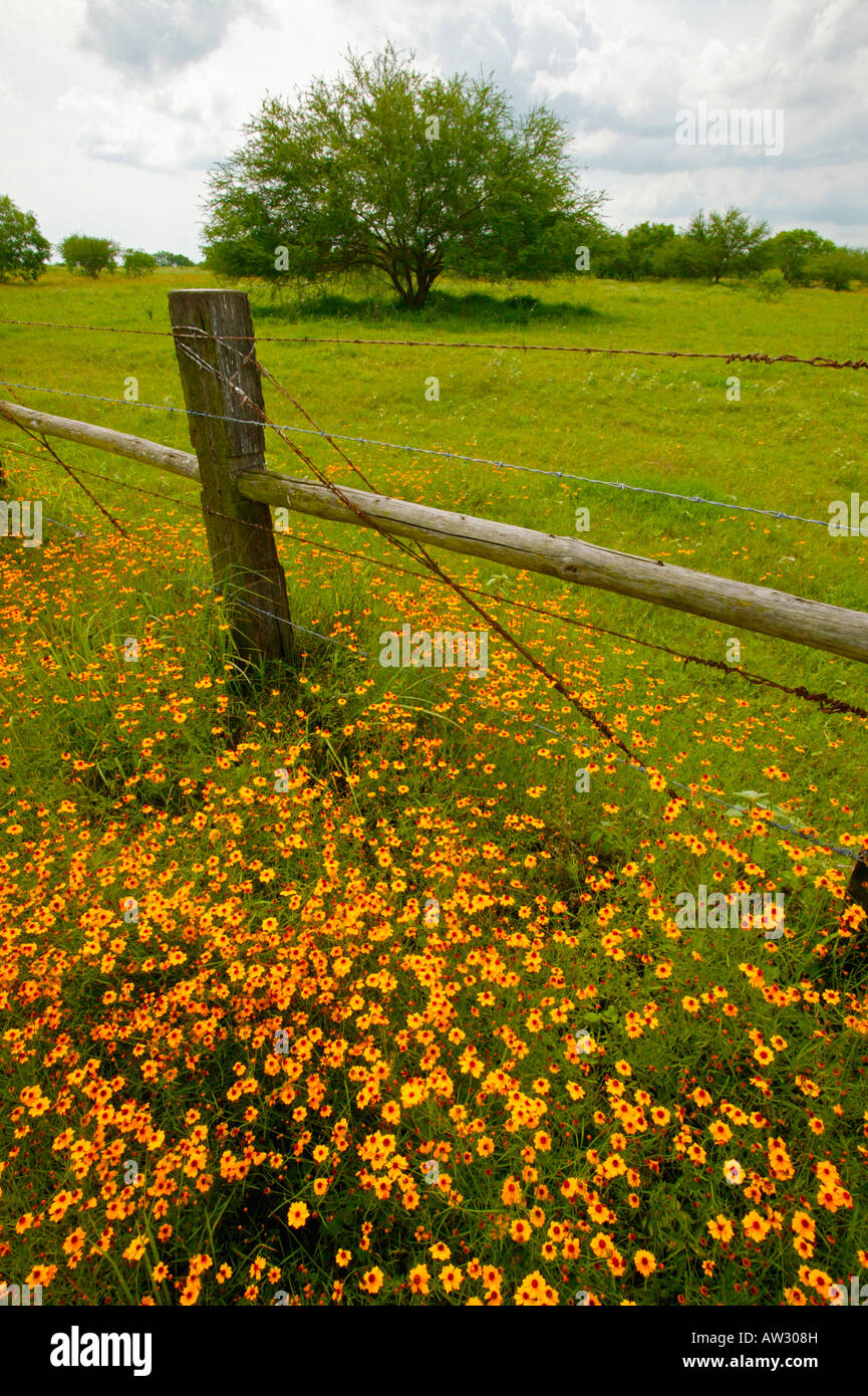 Coreopsis Coreopsis basalis South Texas Stock Photo - Alamy
