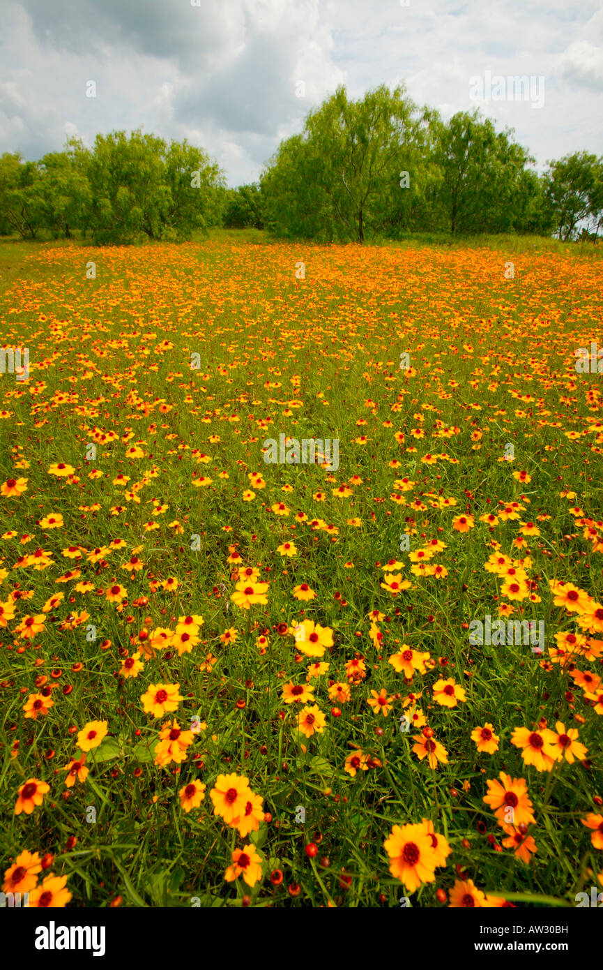 Coreopsis basalis hi-res stock photography and images - Alamy