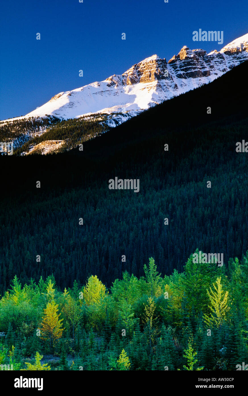Woodland snow capped mountains banff national hi-res stock photography ...