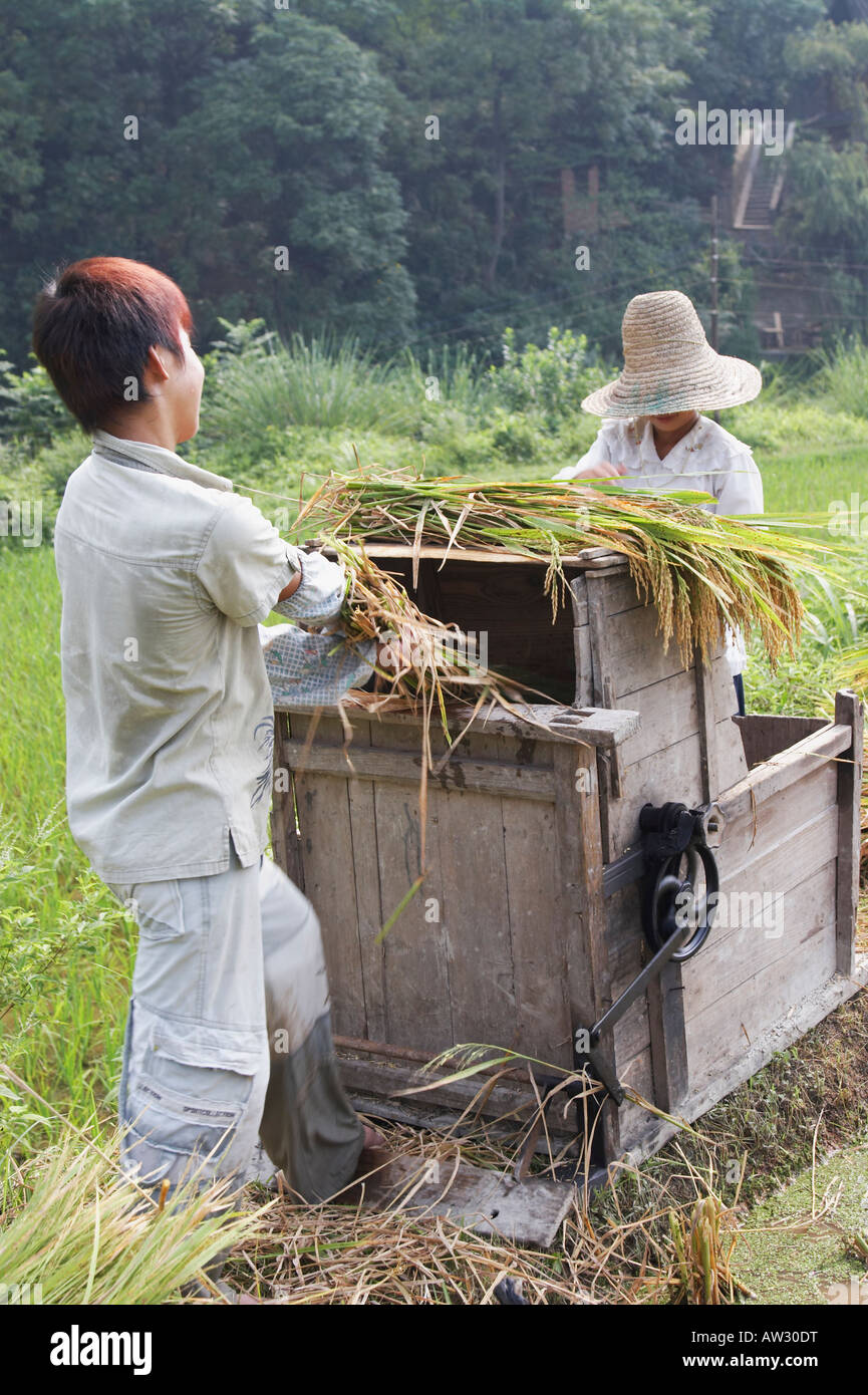 Boy And Girl Harvesting Rice, Chenyang, Guangxi, China Stock Photo - Alamy