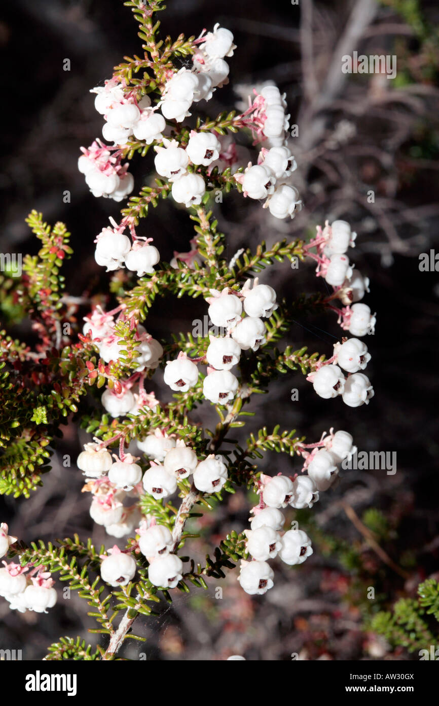 Beautiful Erica-Erica formosa-Family Ericaceae Stock Photo - Alamy