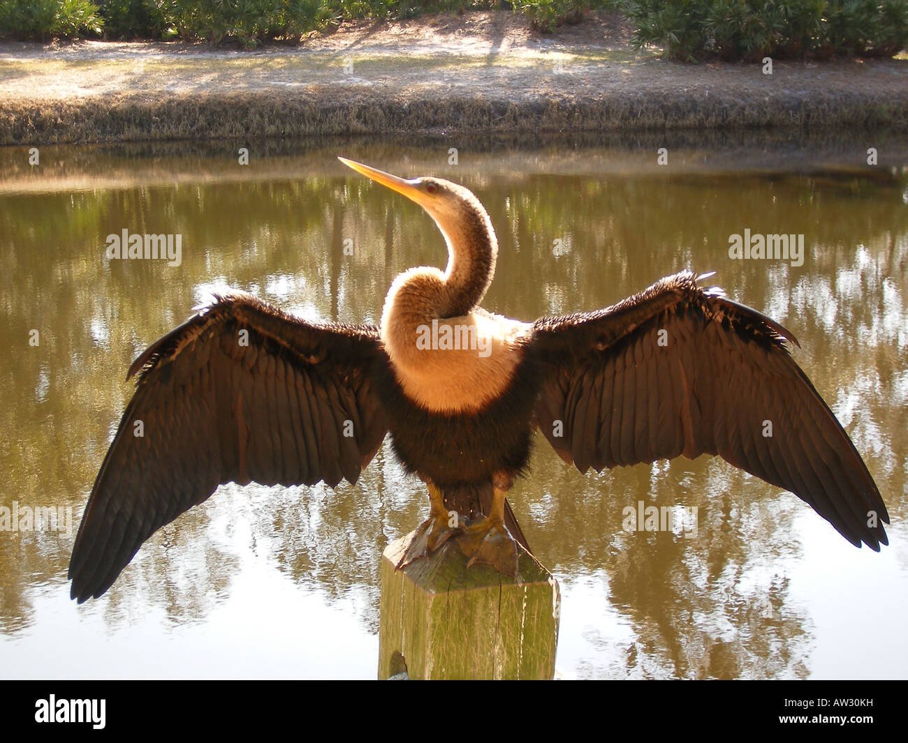 AJD59682, Anhinga Bird drying wings, Hilton Head Island, Low Country ...