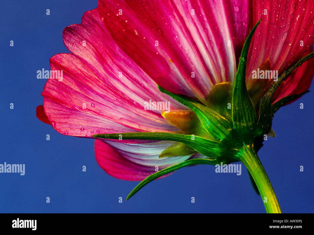 cosmos flower close-up plant plants magic magical imaginary imagery red ...