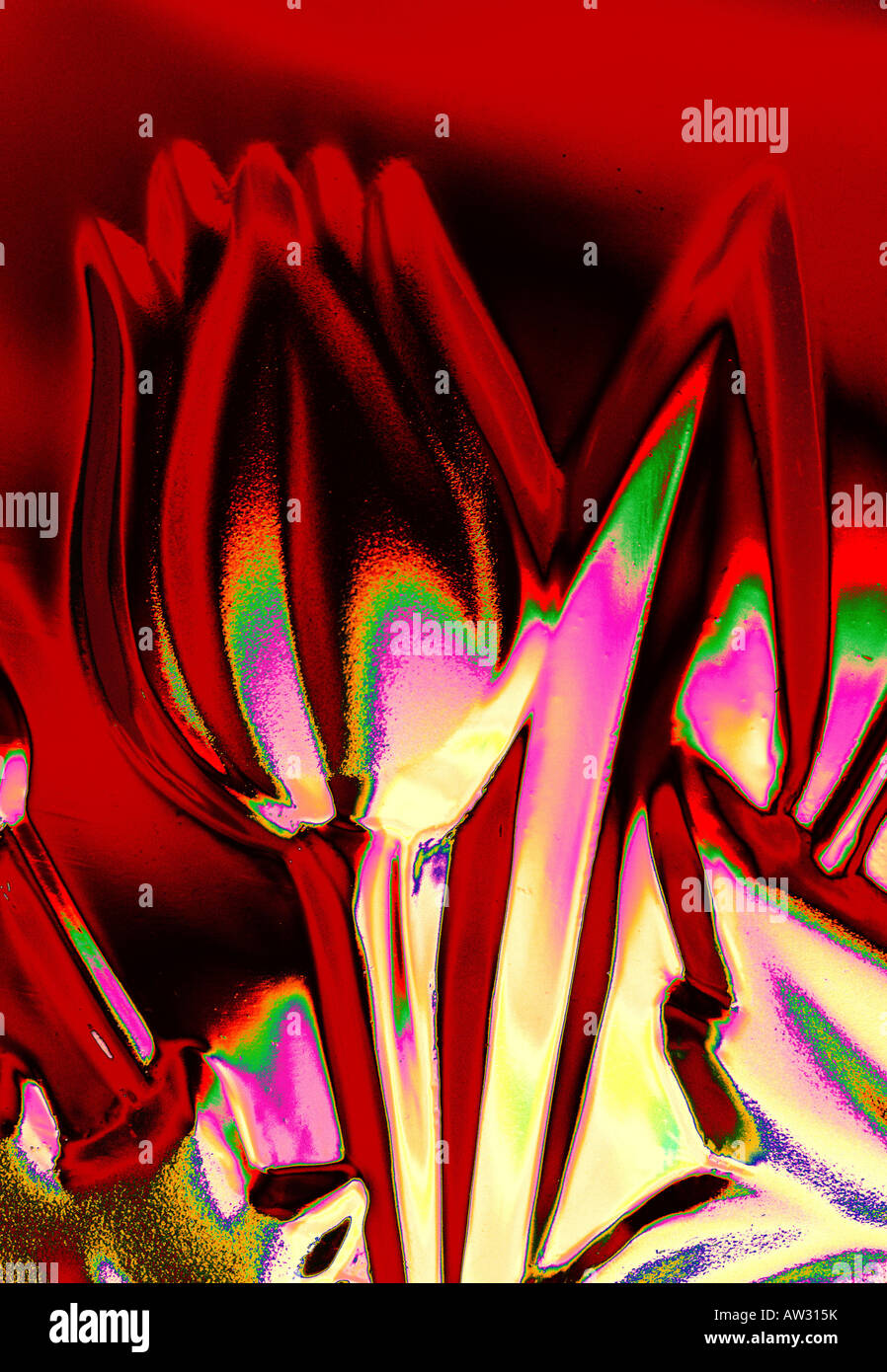 tulip image in red glass crystal plant plants flower magic magical ...