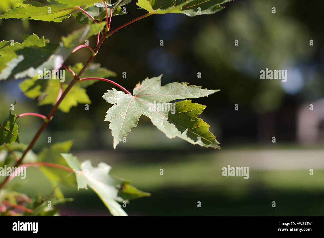 Sugar maple (Acer saccharum) tree leaves in late summer. Part of the ...