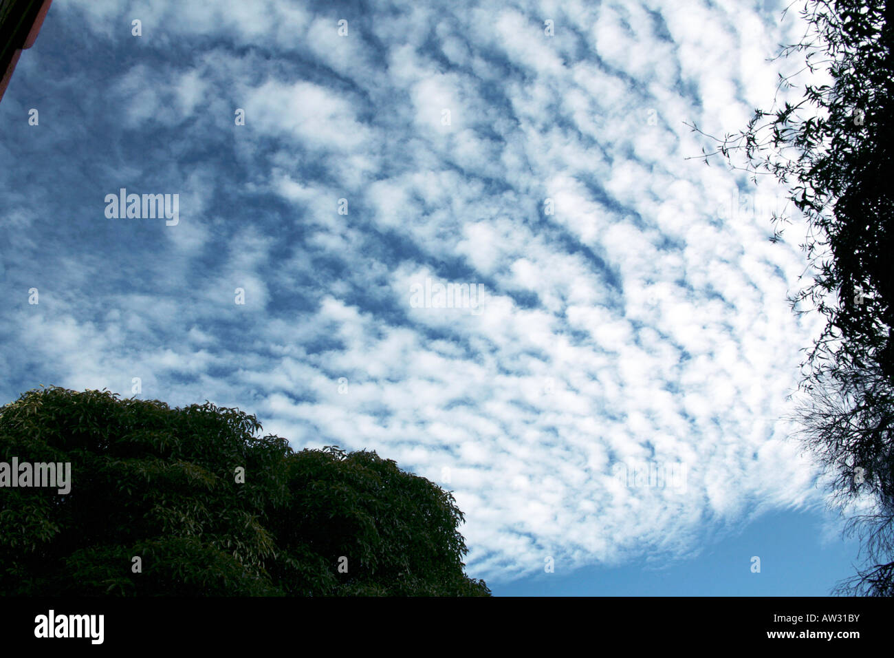 Altocumulus Undulatus Clouds Stock Photo - Alamy