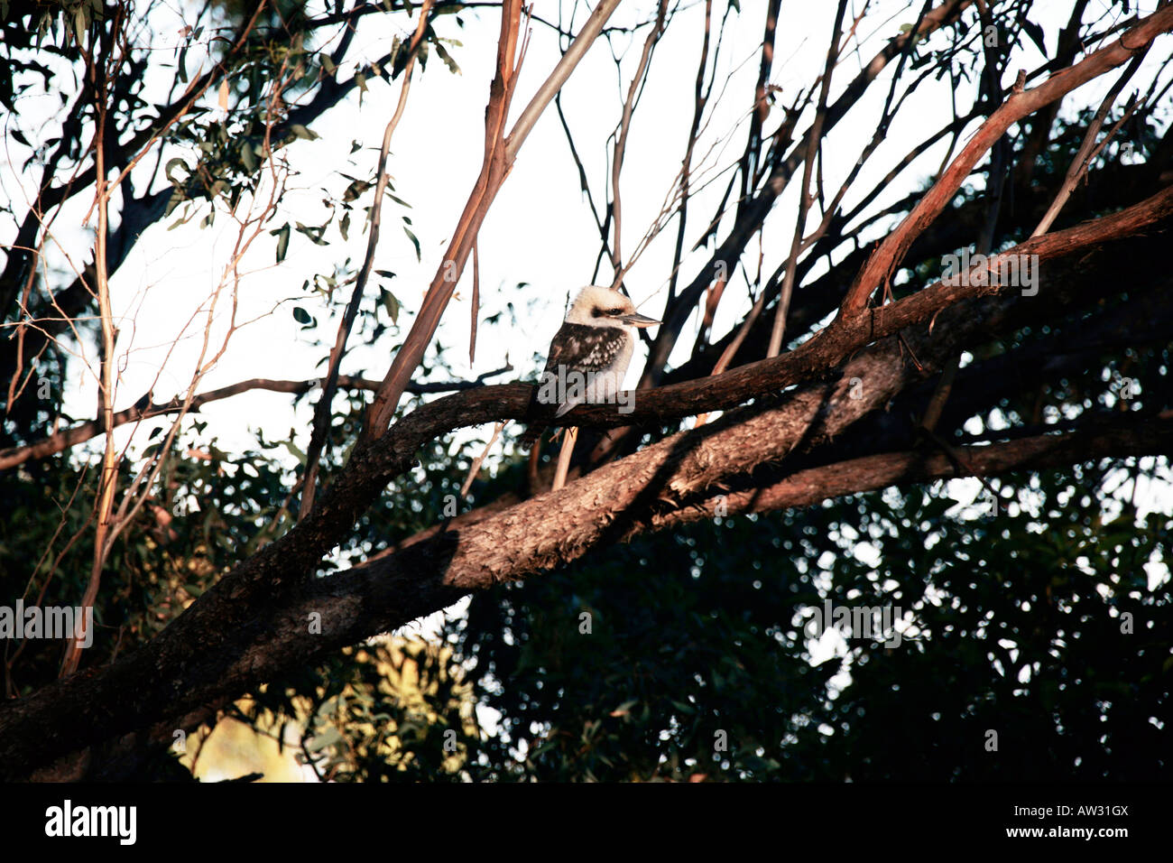 Alcedinidae family hi-res stock photography and images - Alamy