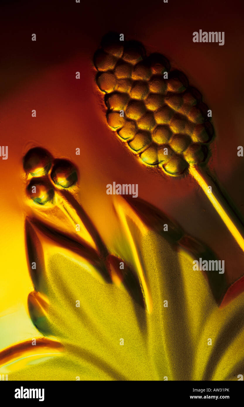 magic in golden glow glass crystal plant flower magic magical imaginary ...