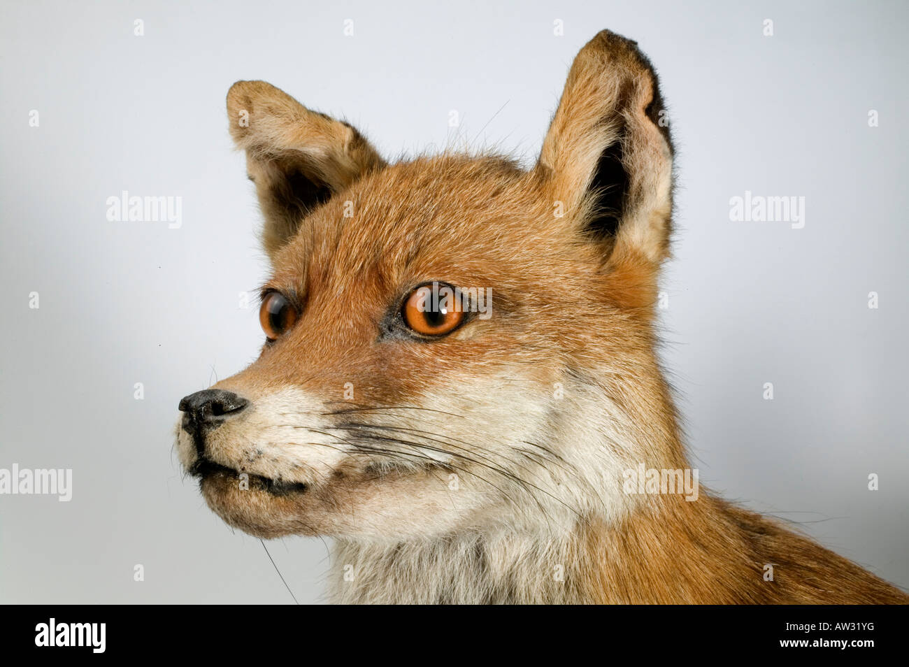 Big fox hi-res stock photography and images - Alamy
