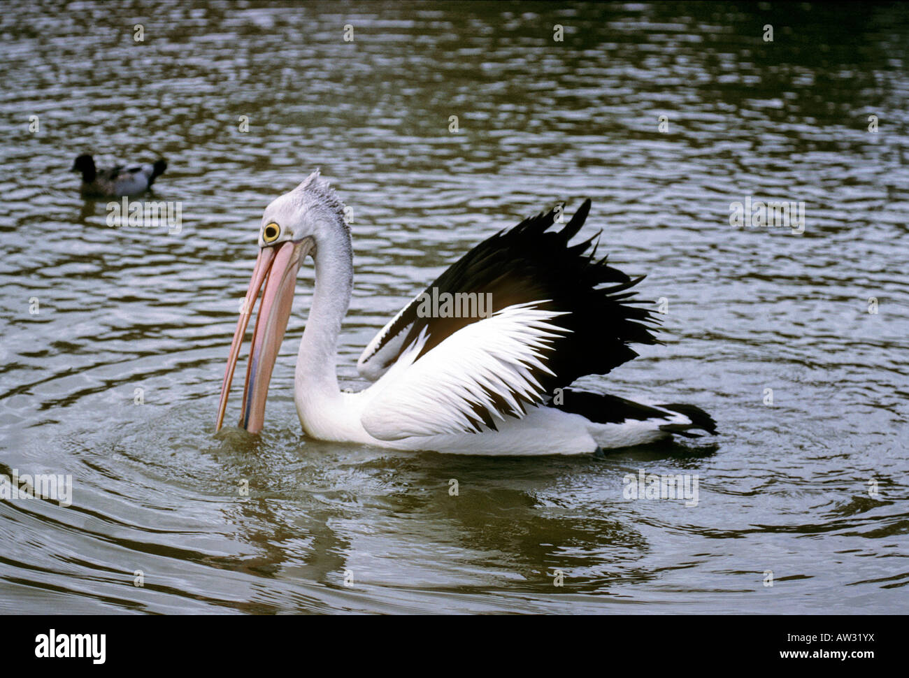 Family of pelican hi-res stock photography and images - Alamy