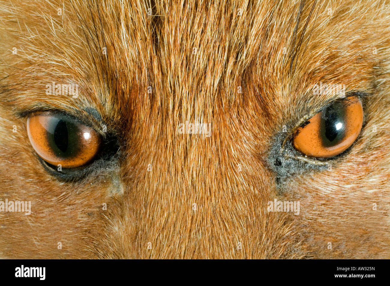 Rotfuchs red fox Stock Photo - Alamy