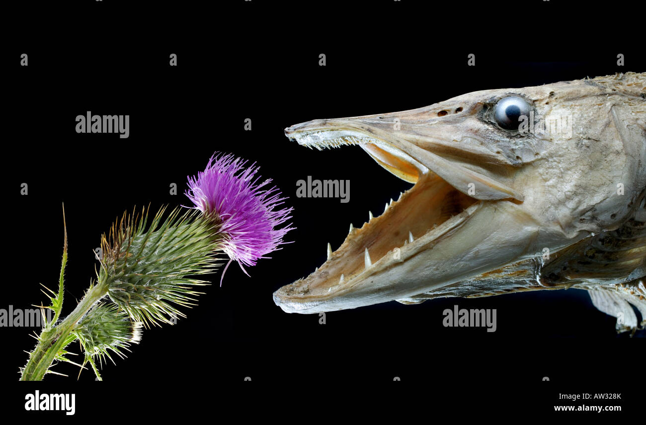 ausgestopfter Hecht esox lucius luce pike Preparation fish stuffed ...
