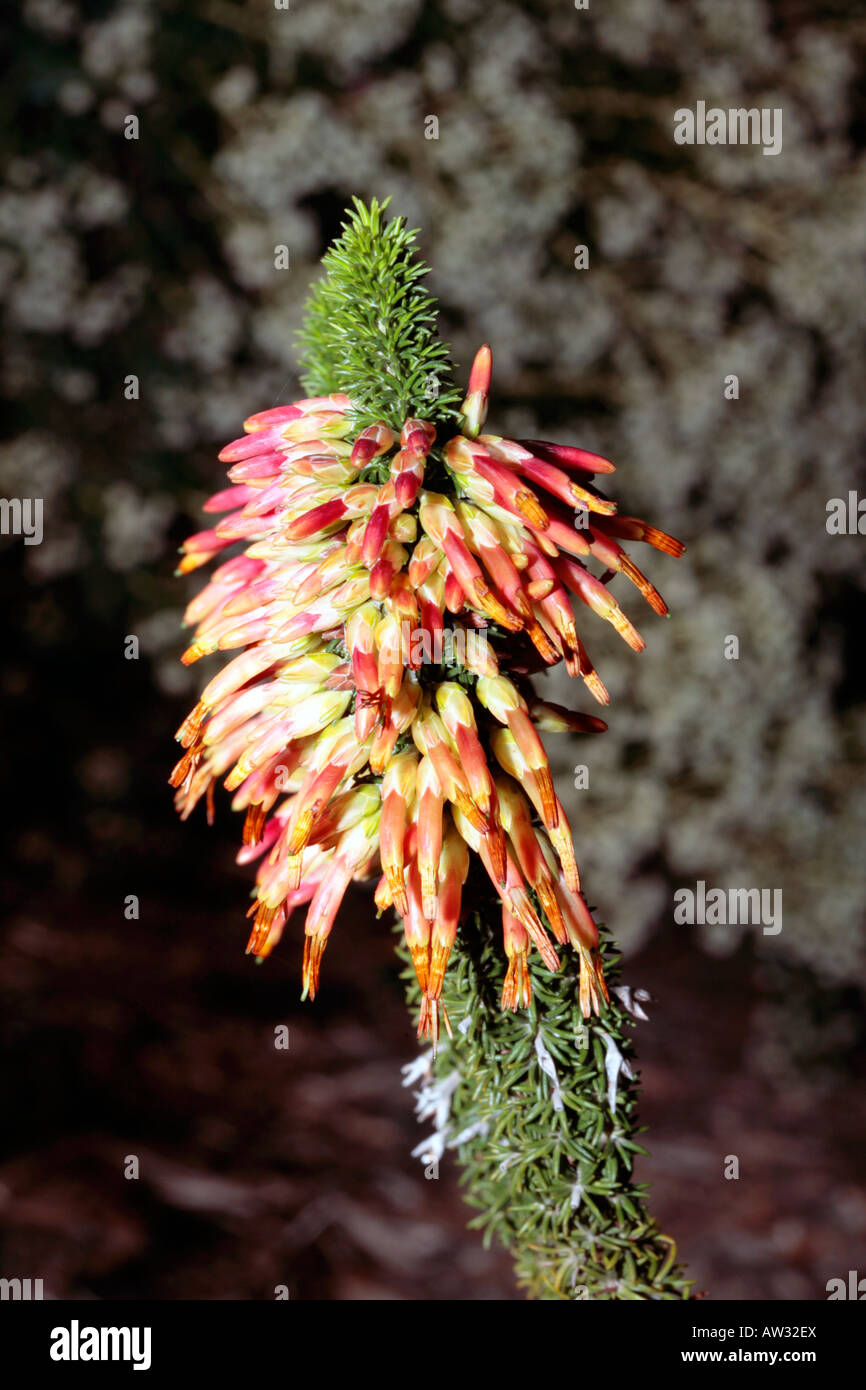 Erica coccinea coccinea hi-res stock photography and images - Alamy
