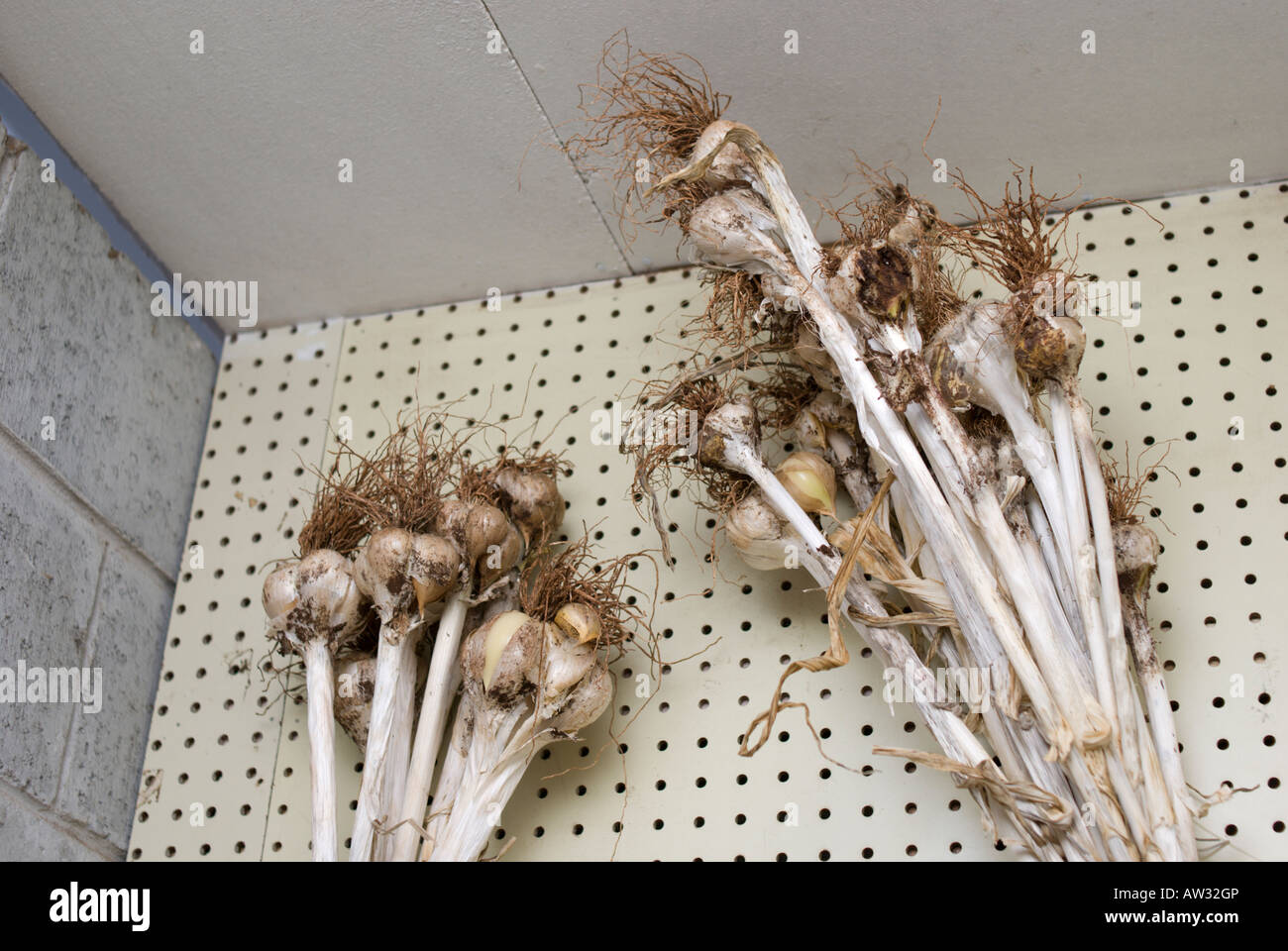 Garlic bulbs hung up to dry in a shed Stock Photo - Alamy