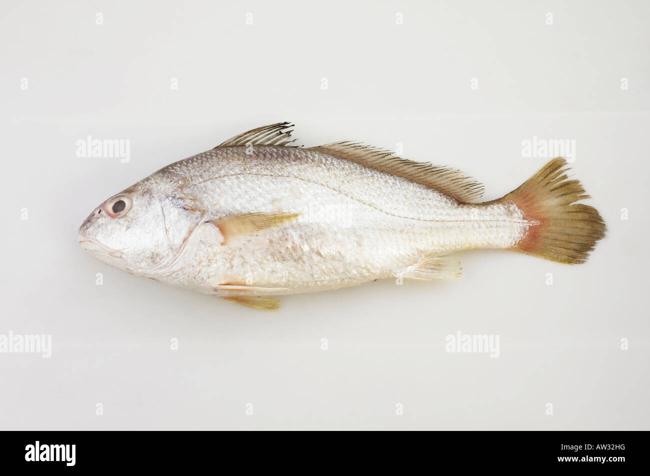 top shot of fish Stock Photo - Alamy