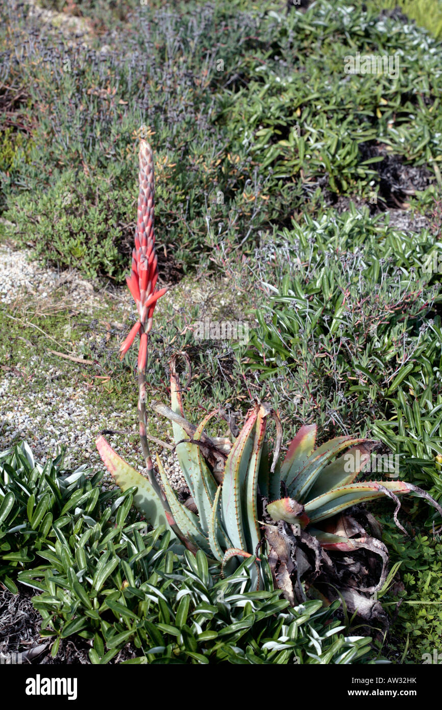 Sickle-leaved Aloe-Aloe falcata-Family Liliaceae/Aloaceae Stock Photo ...