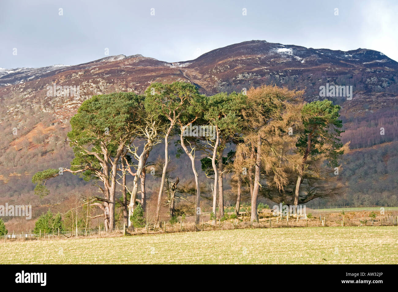 Caledonian pine trees Newtonmore Stock Photo - Alamy