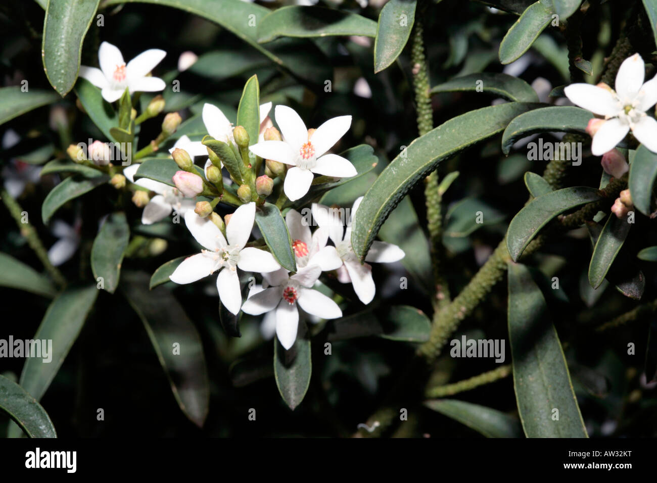 Long-leaf Wax Flower - Eriostemon myoporoides- Family Rutaceae Stock ...