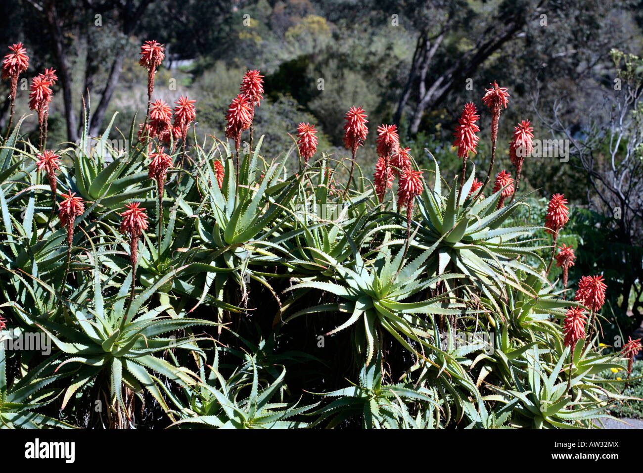 Krans Aloe-Aloe arborescens-Family Liliaceae/Aloaceae Stock Photo - Alamy
