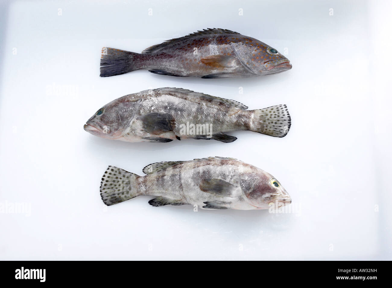 top shot of fish Stock Photo - Alamy