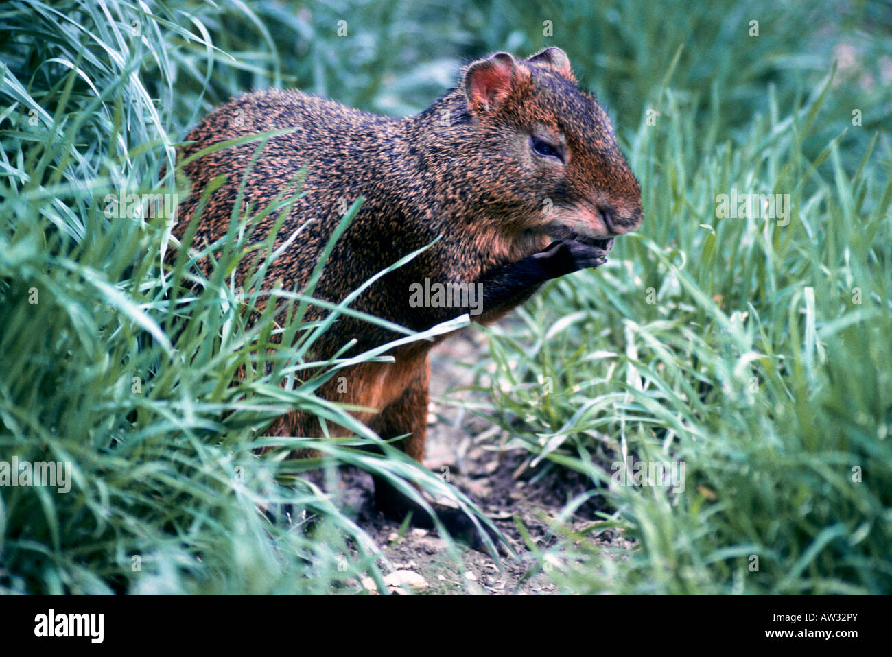 Agouti/ Golden Agouti-Dasyprocta leporina-Family Dasyproctidae Stock ...