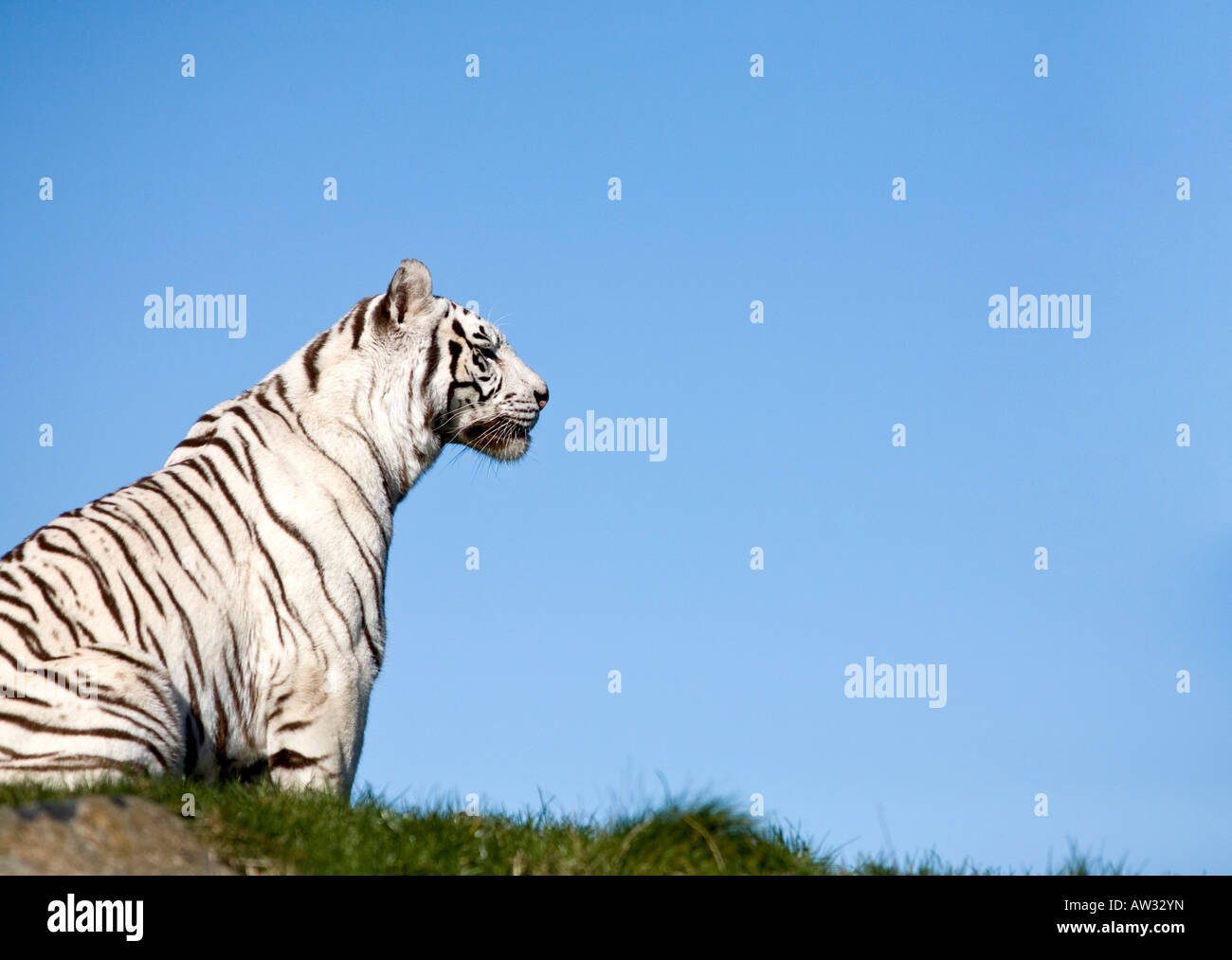 White tiger hi-res stock photography and images - Alamy