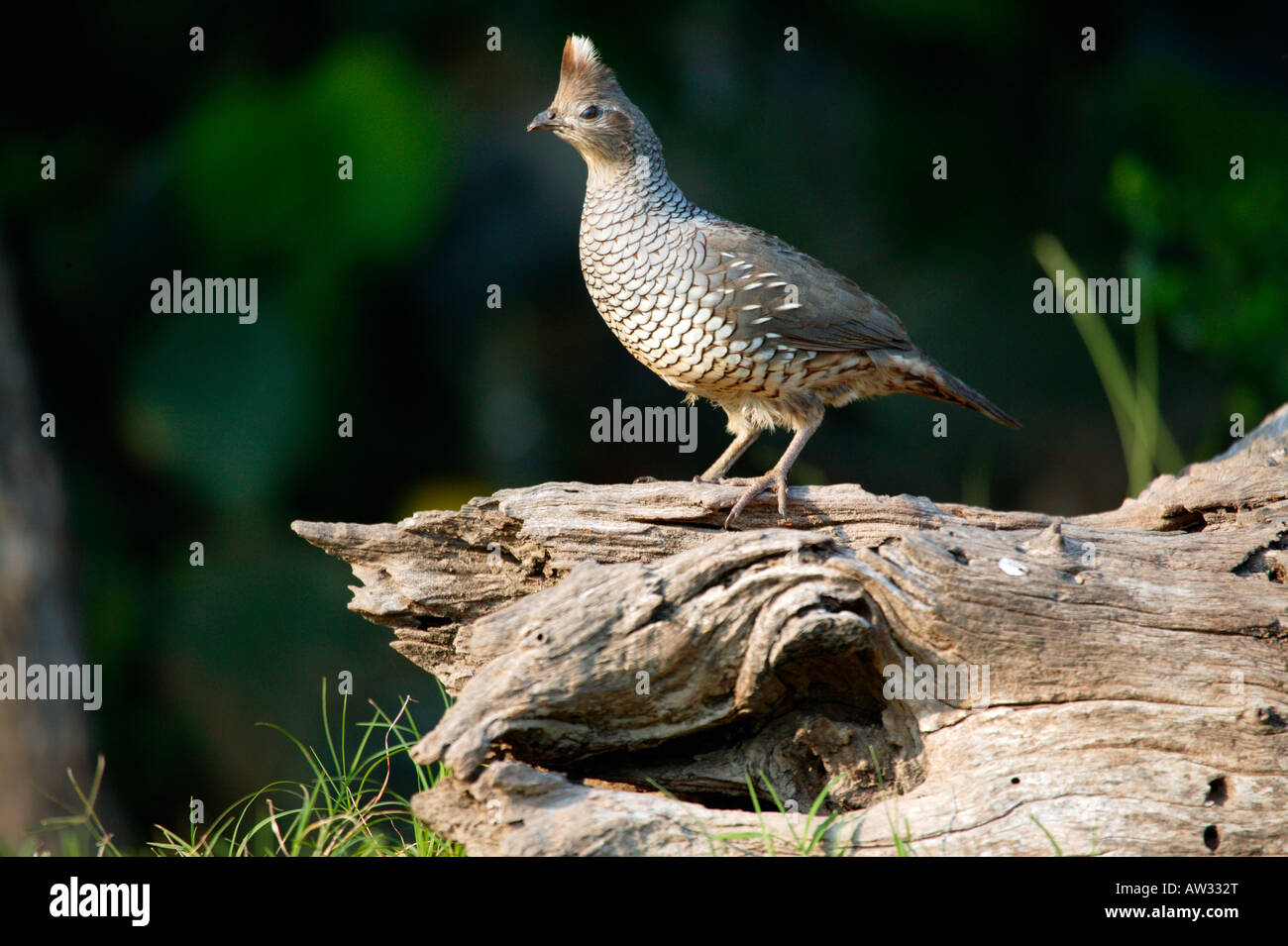 Scaled quail Callipepla squamata South Texas Stock Photo - Alamy