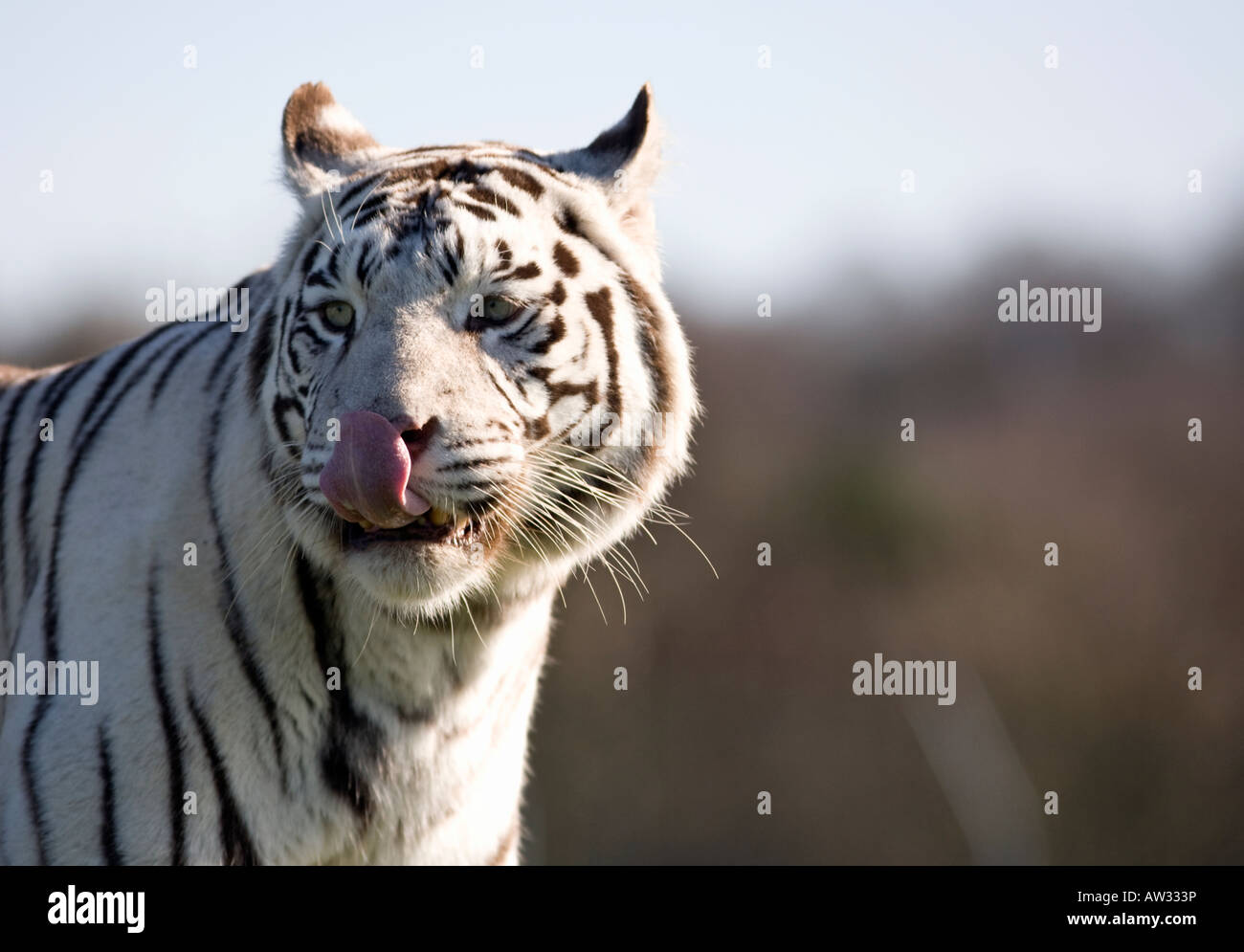 Female white bengal tiger hi-res stock photography and images - Alamy