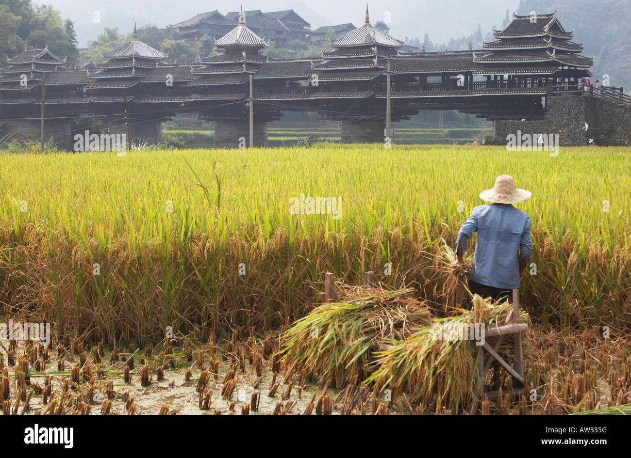 Man Harvesting RiceIn Front Of Wind And Rain Bridge, Chenyang, Guangxi ...