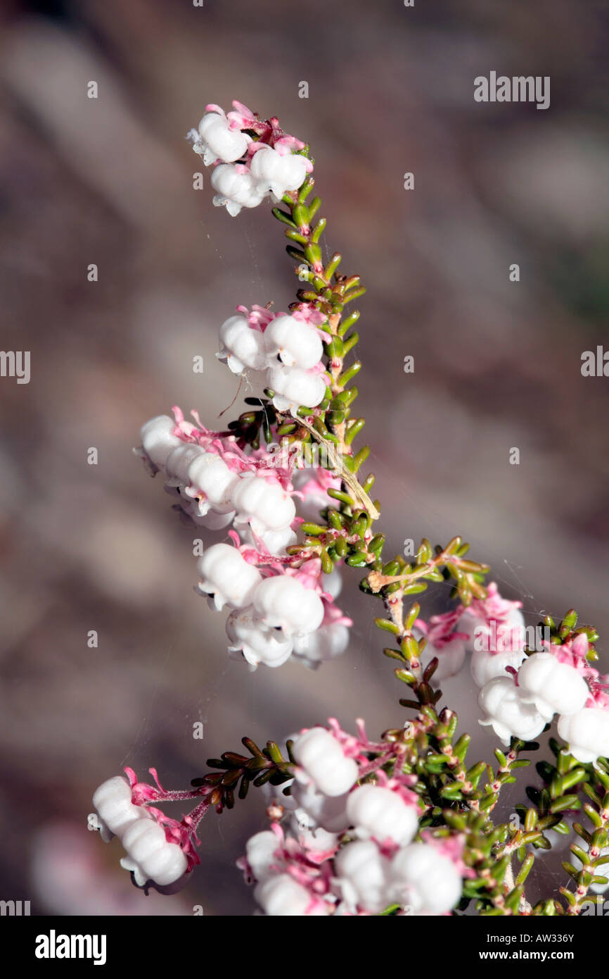 Beautiful Erica-Erica formosa-Family Ericaceae Stock Photo - Alamy